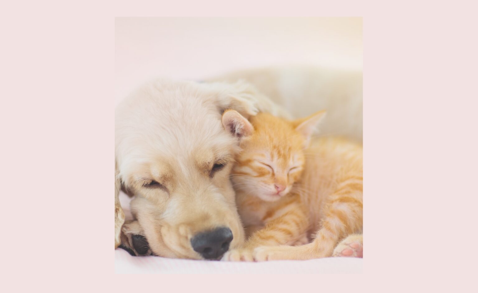 MERCI | 寒河江のトリミングサロン・ペットホテルはMERCI